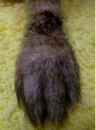 Cellulitis and Post-op Swelling on Ferret Treated with Laser Therapy