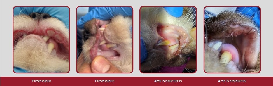Eosinophilic Granuloma Complex on Feline Treated with Laser Therapy