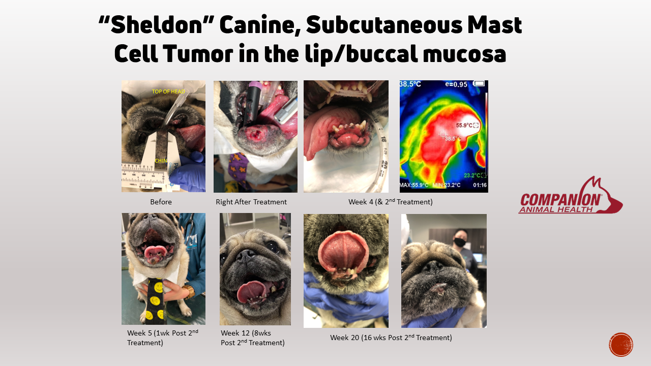 Subcutaneous Mast Cell Tumor on Pug Canine Treated with Nanotherapy
