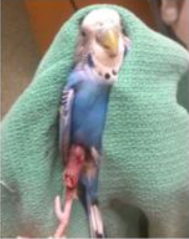 Degloving on Budgerigar Parakeet Treated with Laser Therapy
