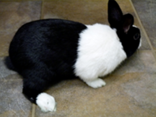 Fracture and Tendon Contracture on Rabbit Treated with Laser Therapy