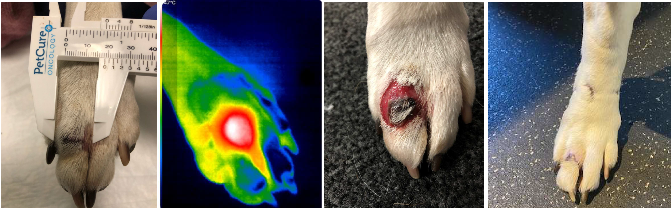Recurrent Mast Cell Tumor on Canine Treated with Nanotherapy