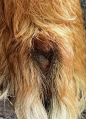 Interdigital Cyst on Terrier Mix Treated with Laser Therapy
